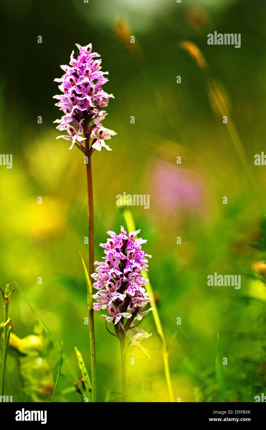 Proud flower couple in summer meadow Stock Photo - Alamy