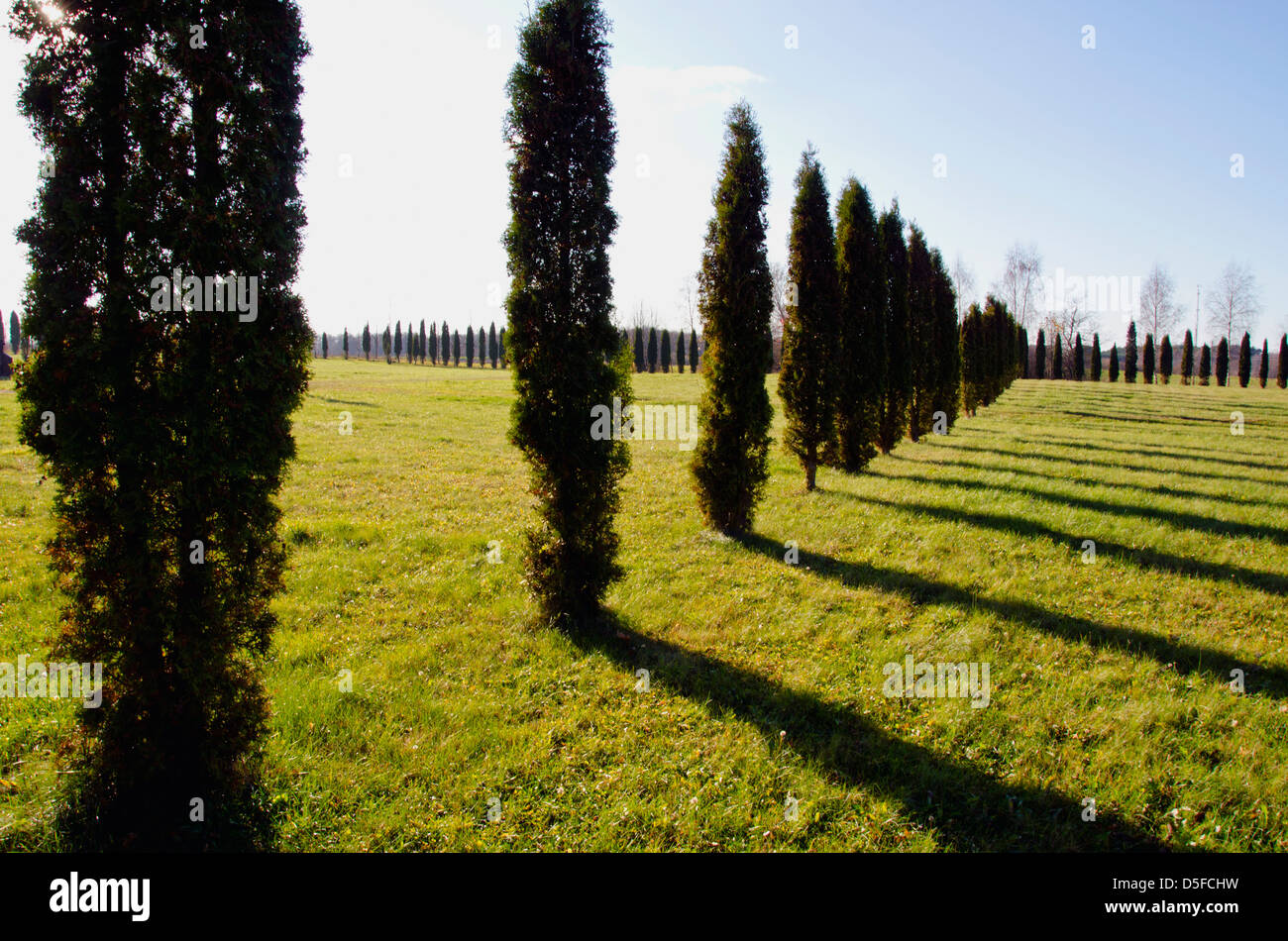 landscape with evergreen tree thuja and shadows Stock Photo - Alamy