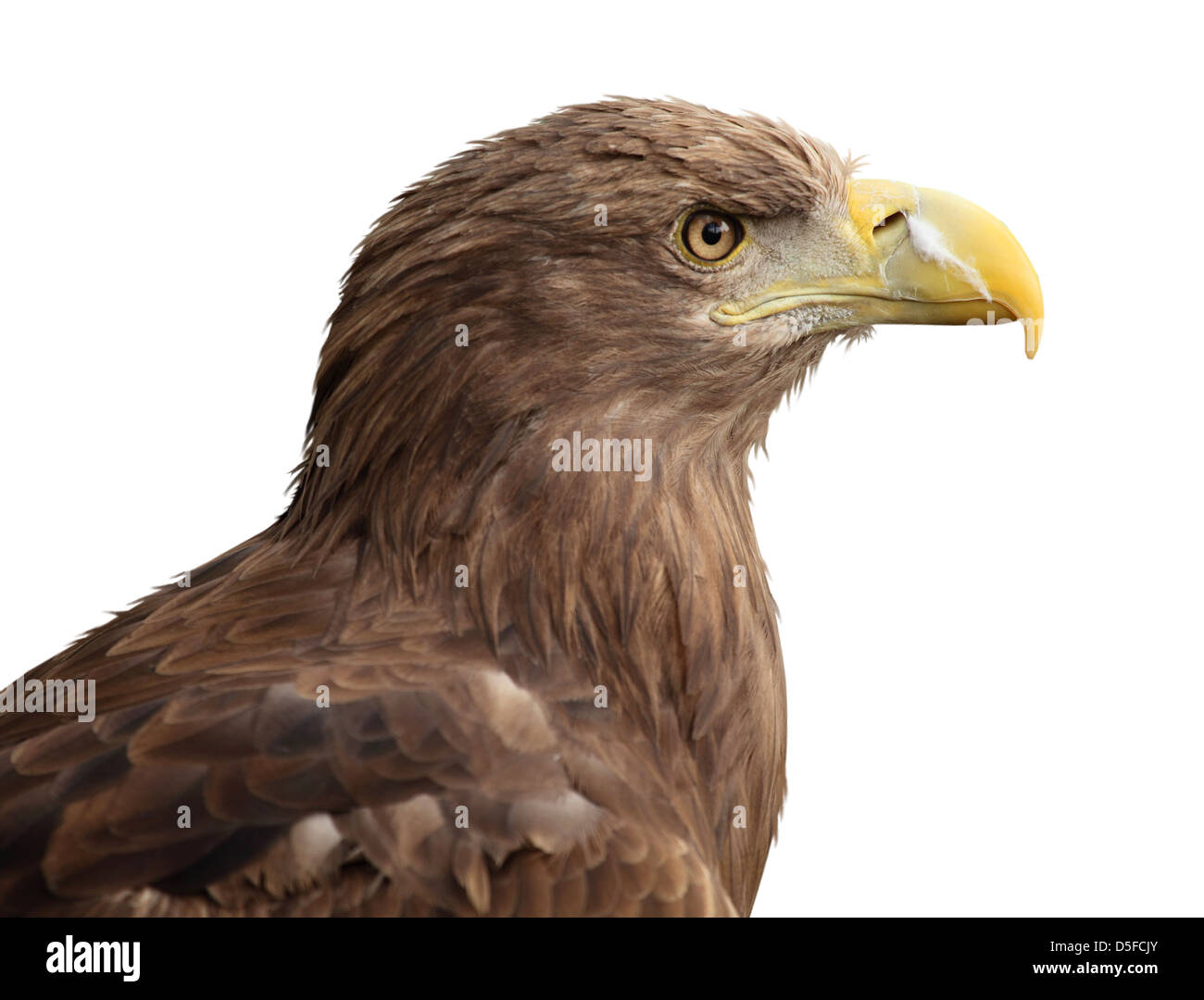 picture of a beautiful european eagle isolated on white Stock Photo - Alamy