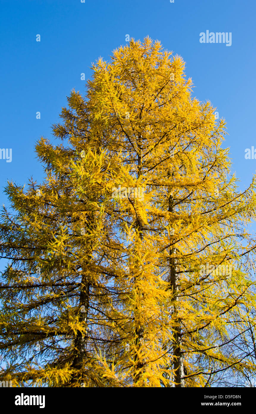 golden autumn larch tree on blue sky background Stock Photo - Alamy