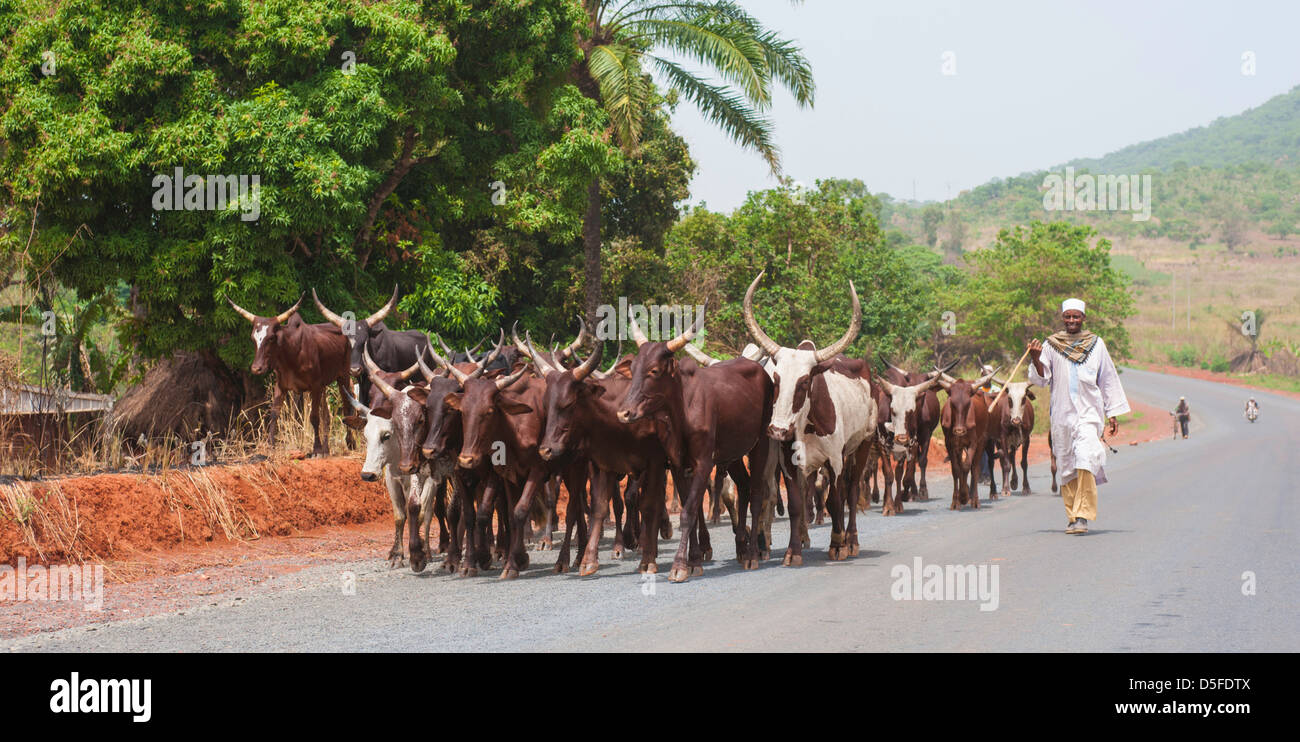 Cattle drive in Africa Cameroon Stock Photo - Alamy