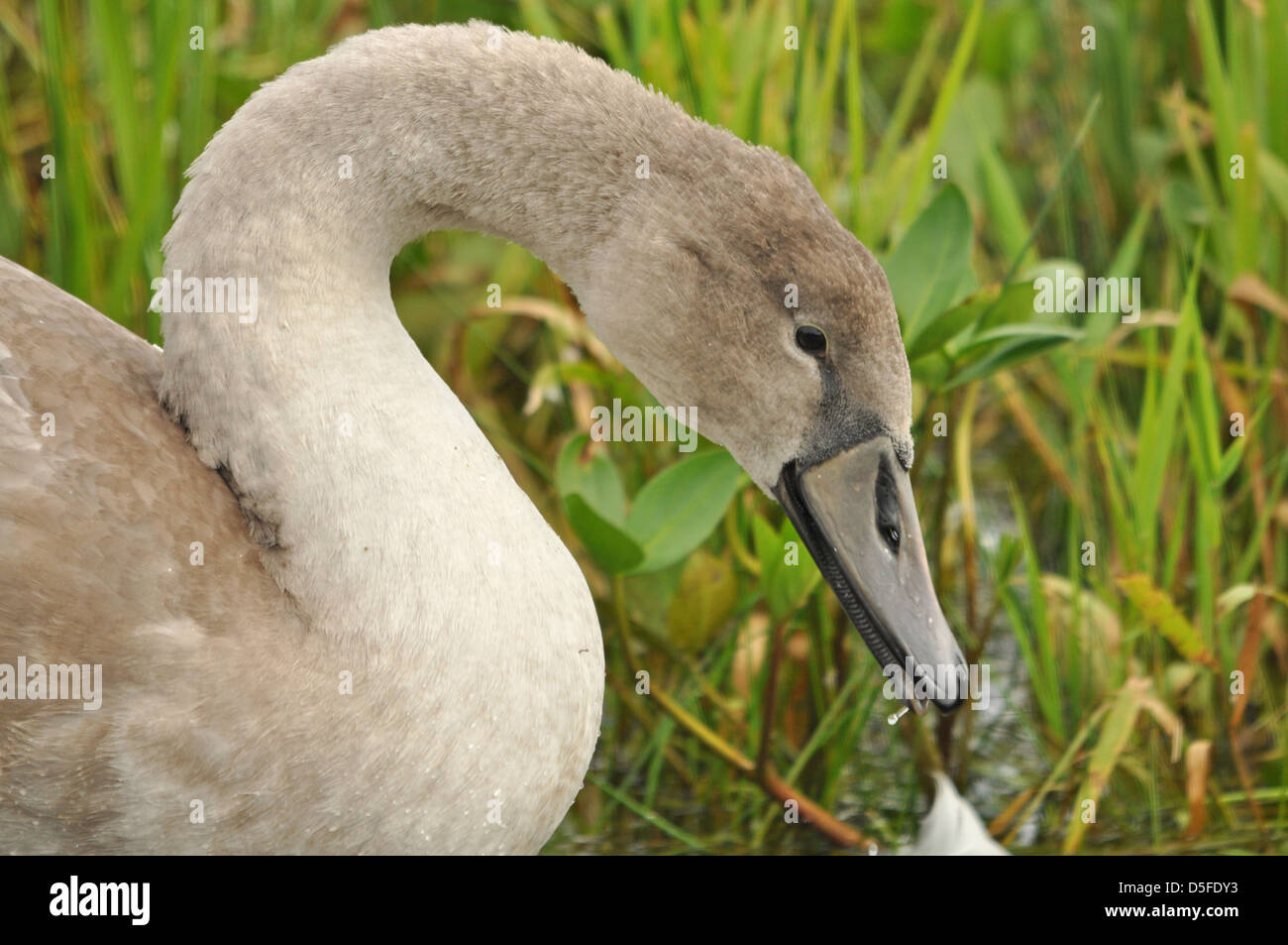 Cygnet head hi-res stock photography and images - Alamy