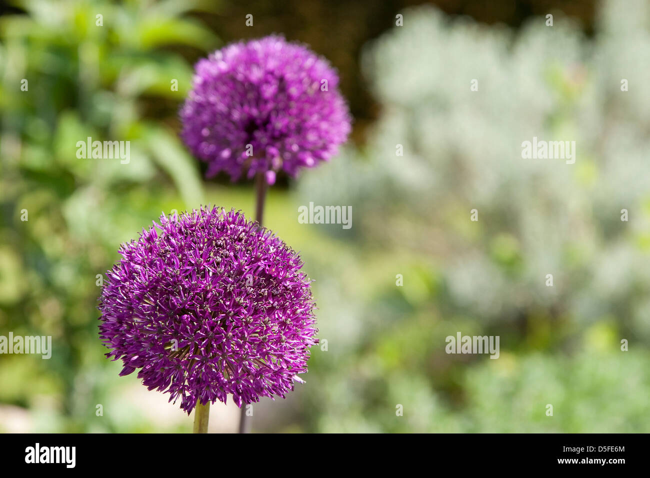Two Star of Persia flowers in Herstmonceux Castle Garden Stock Photo ...