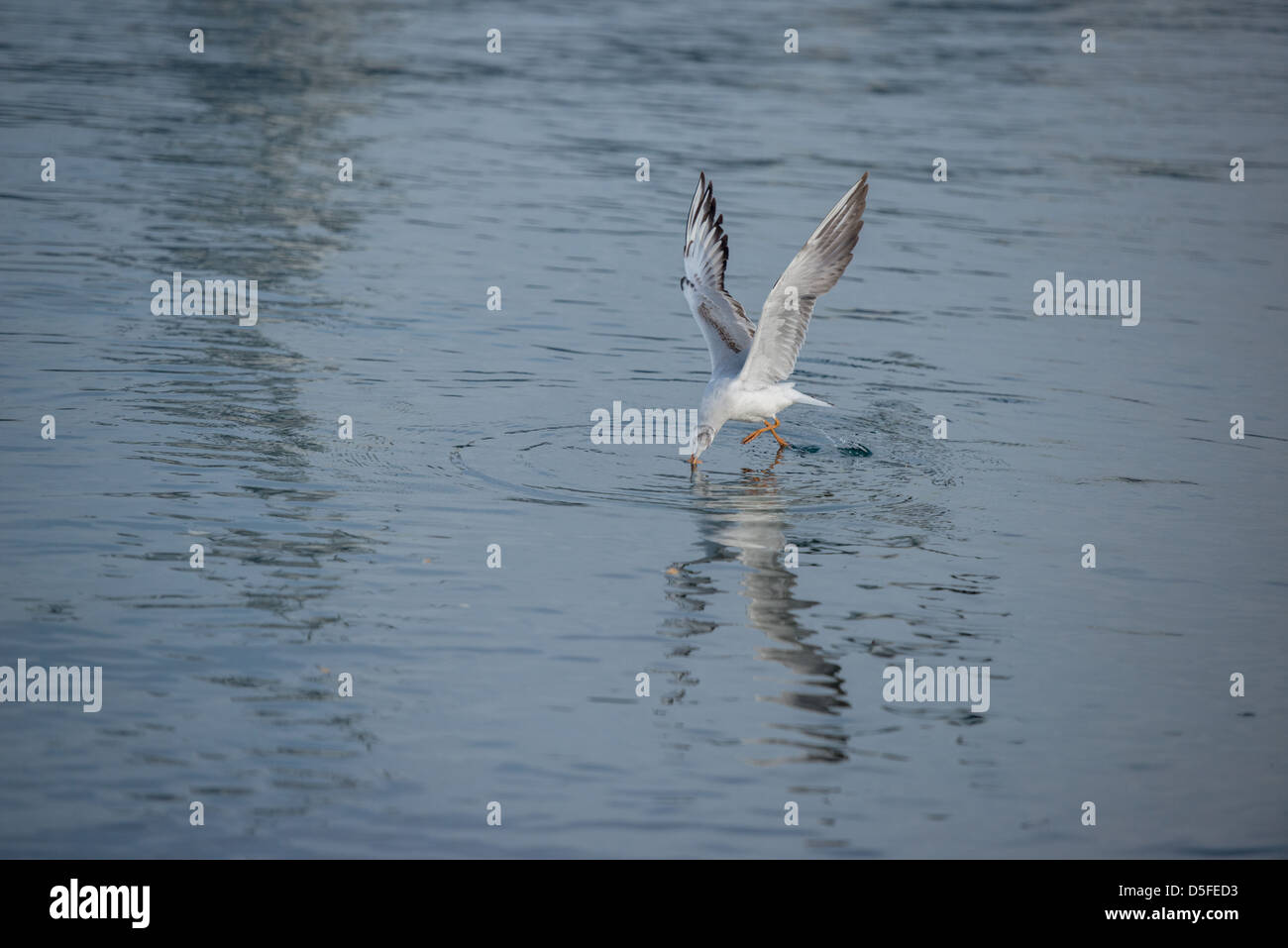 Seagull taking food hi-res stock photography and images - Alamy