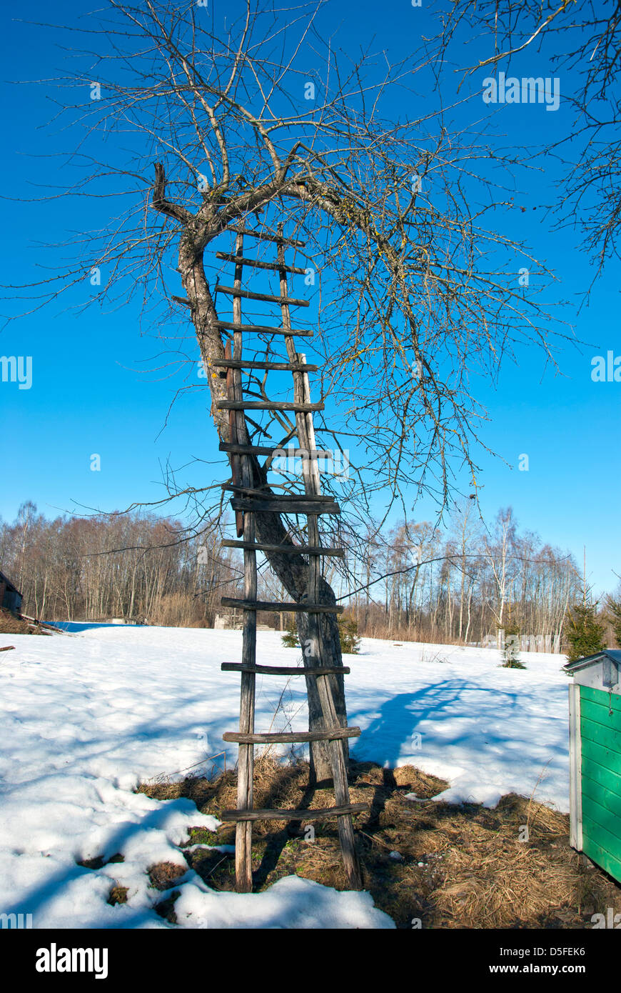 wooden old ladder and apple tree in winter garden Stock Photo - Alamy