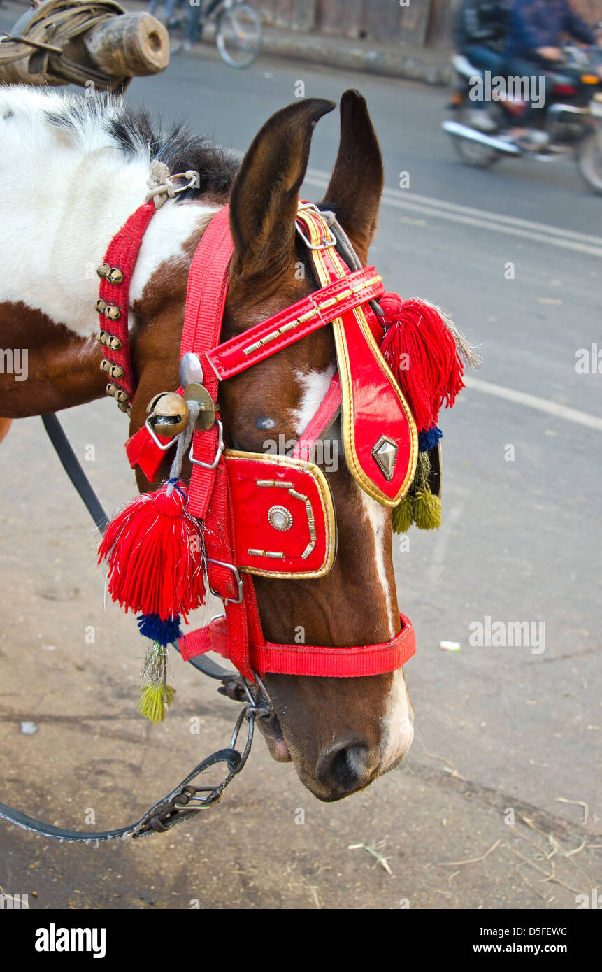Colorful bridle hi-res stock photography and images - Alamy