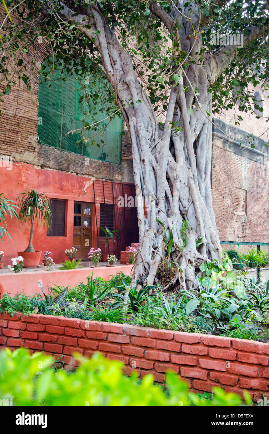 Tree house in banyan tree hi-res stock photography and images - Alamy