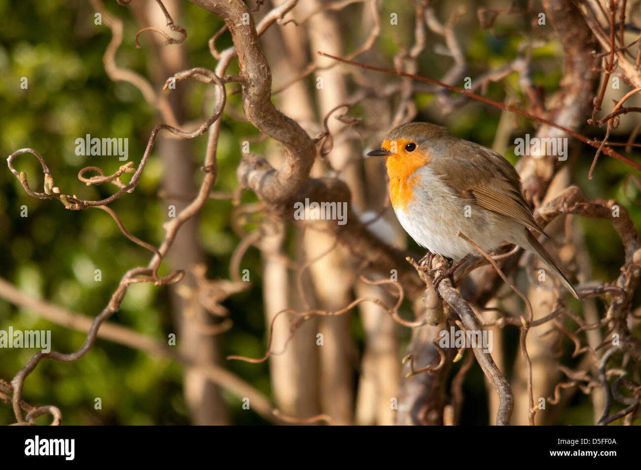 Robin on corkscrew hazel Stock Photo - Alamy