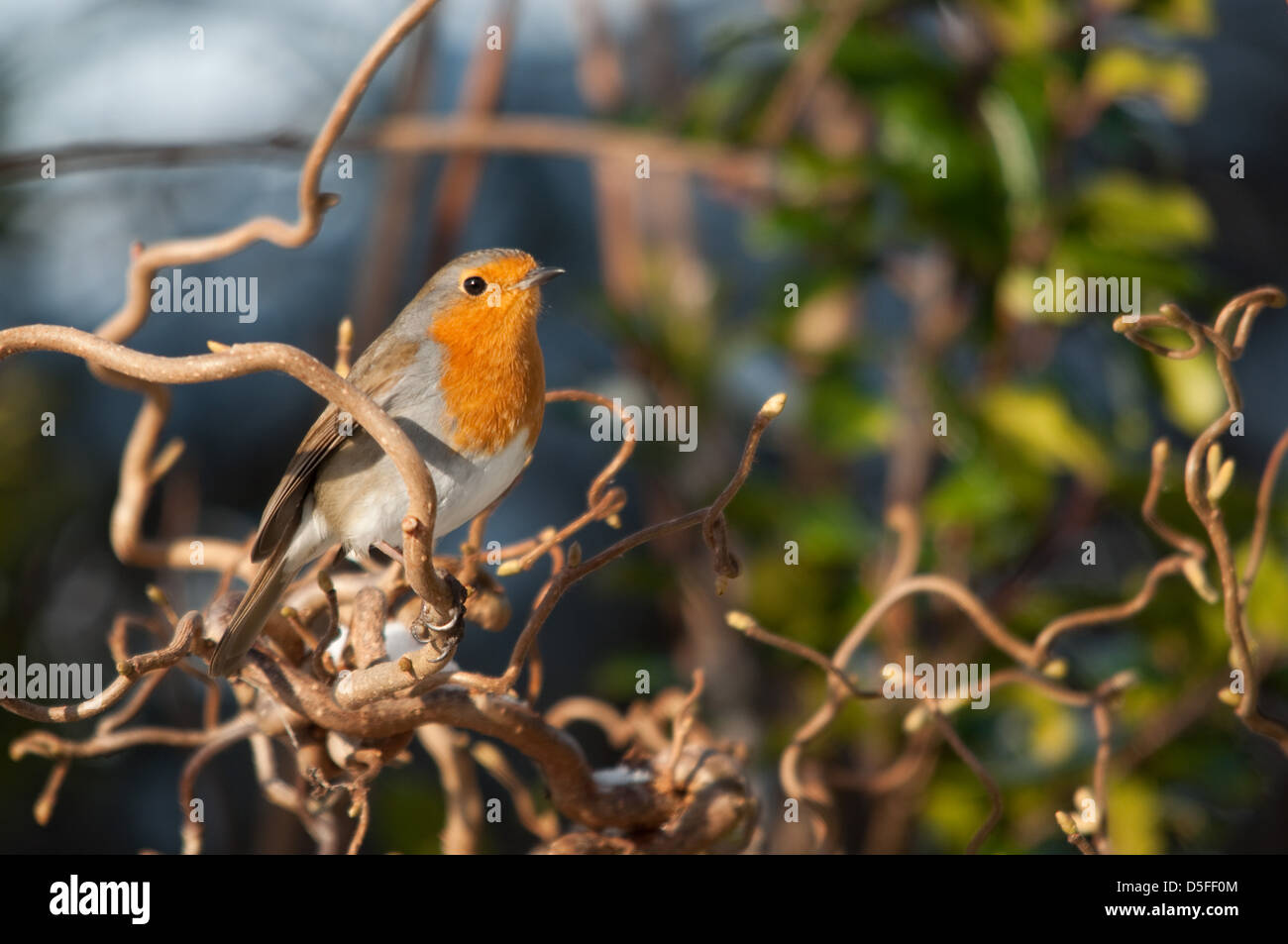 Robin with hazel hi-res stock photography and images - Alamy