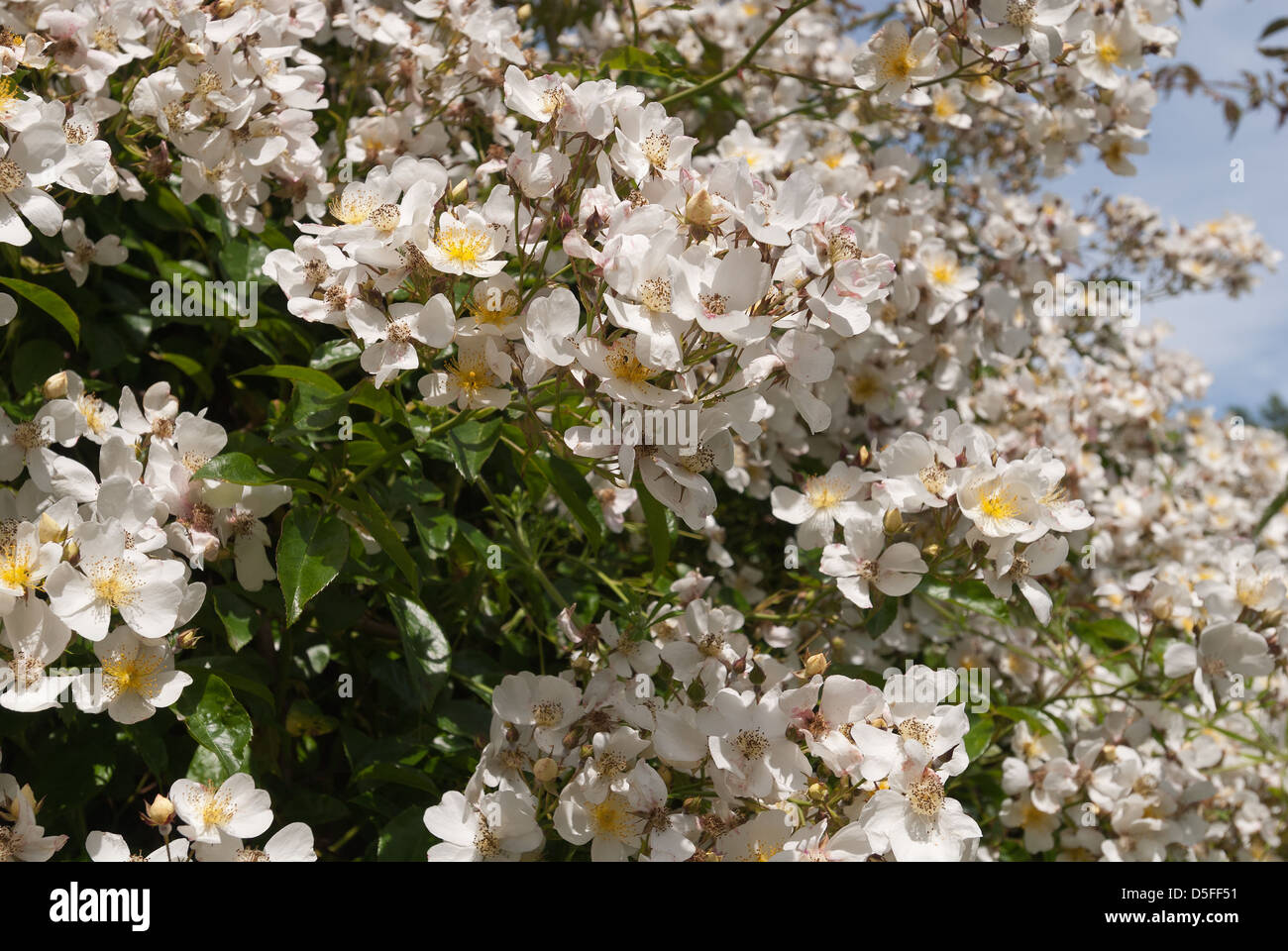 Wild rose rosa longicuspis hi-res stock photography and images - Alamy