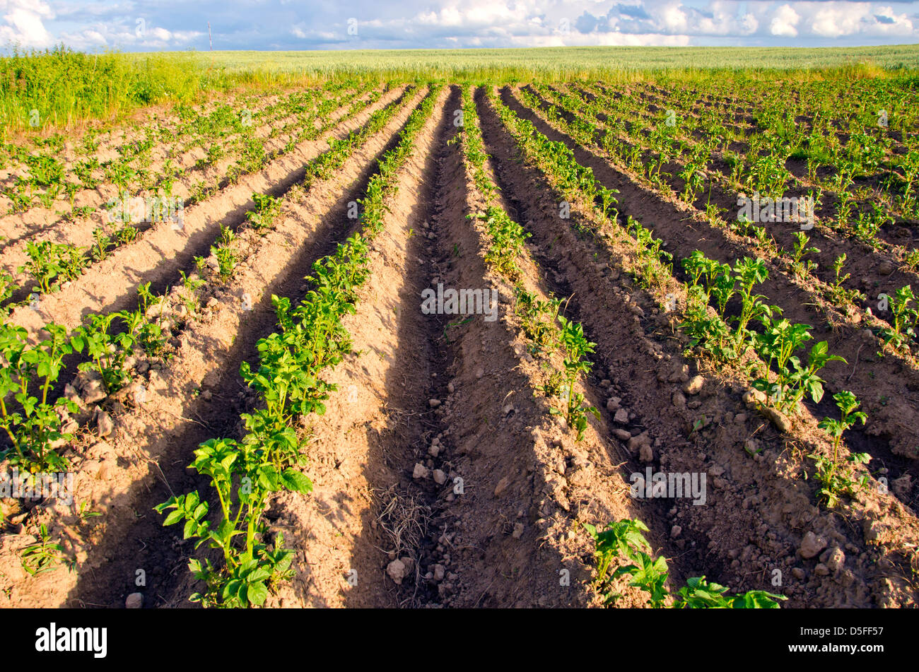 row potato sprouts on spring farm field Stock Photo - Alamy