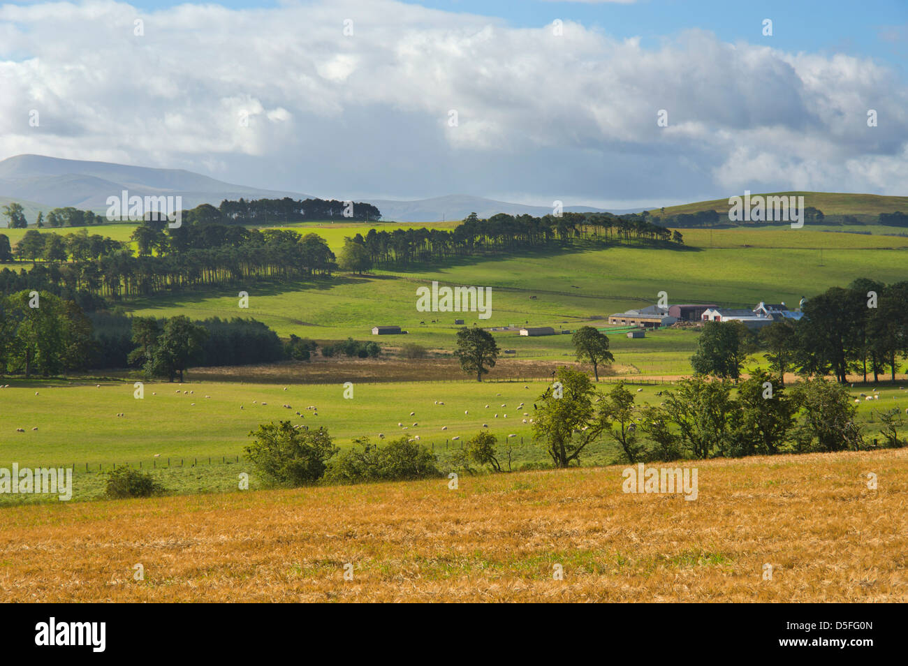 Farming Landscape near Kirkurd, Borders Region, Scotland Stock Photo ...