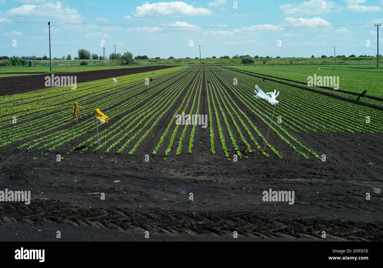 Fen farming hi-res stock photography and images - Alamy