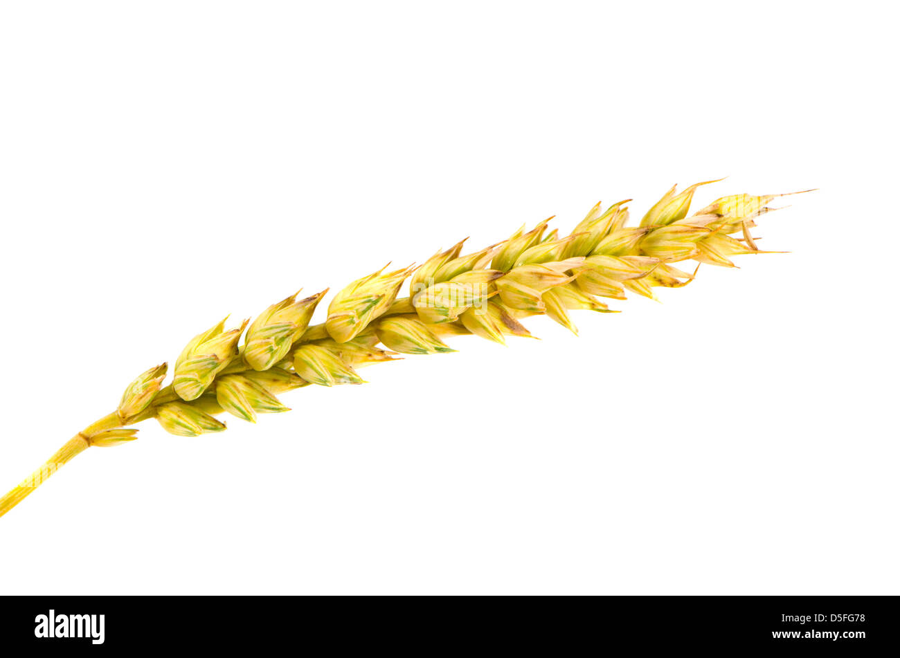 one wheat ear isolated on white background Stock Photo - Alamy