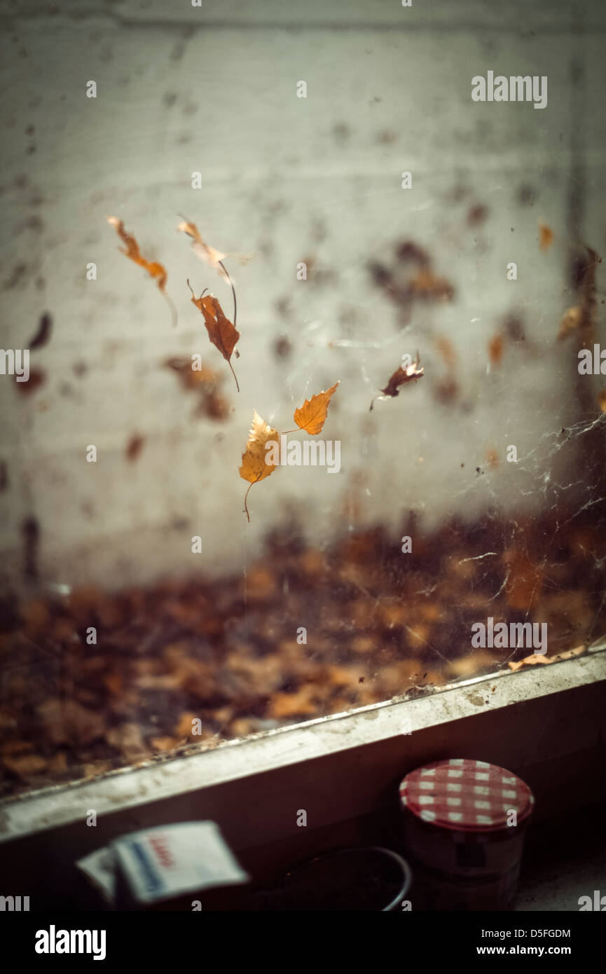 Leaves caught in cobwebs in front of a cellar window Stock Photo - Alamy