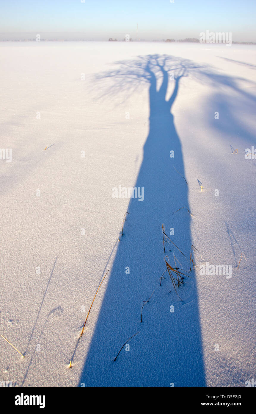 beautiful blue winter tree shadow on morning snow Stock Photo - Alamy