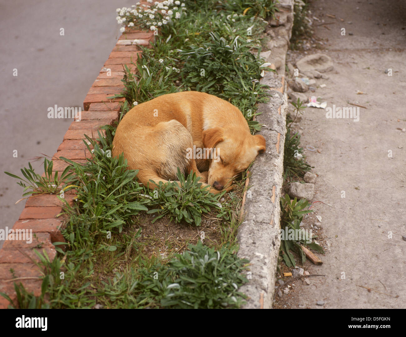Stray dog and italy hi-res stock photography and images - Alamy