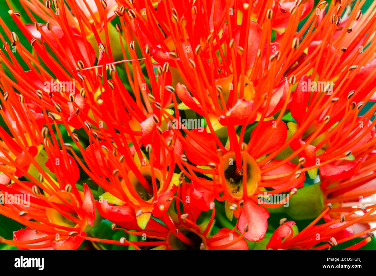 red golden penda Stock Photo - Alamy