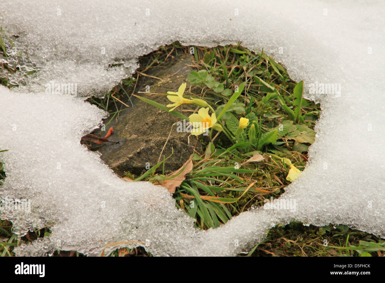 Primrose patch hi-res stock photography and images - Alamy