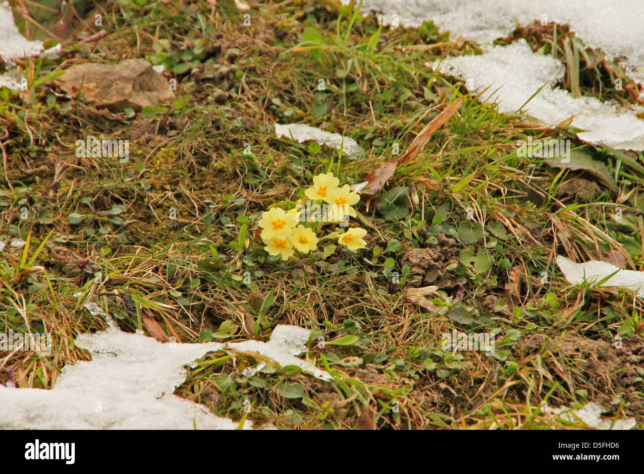 Primrose patch hi-res stock photography and images - Alamy