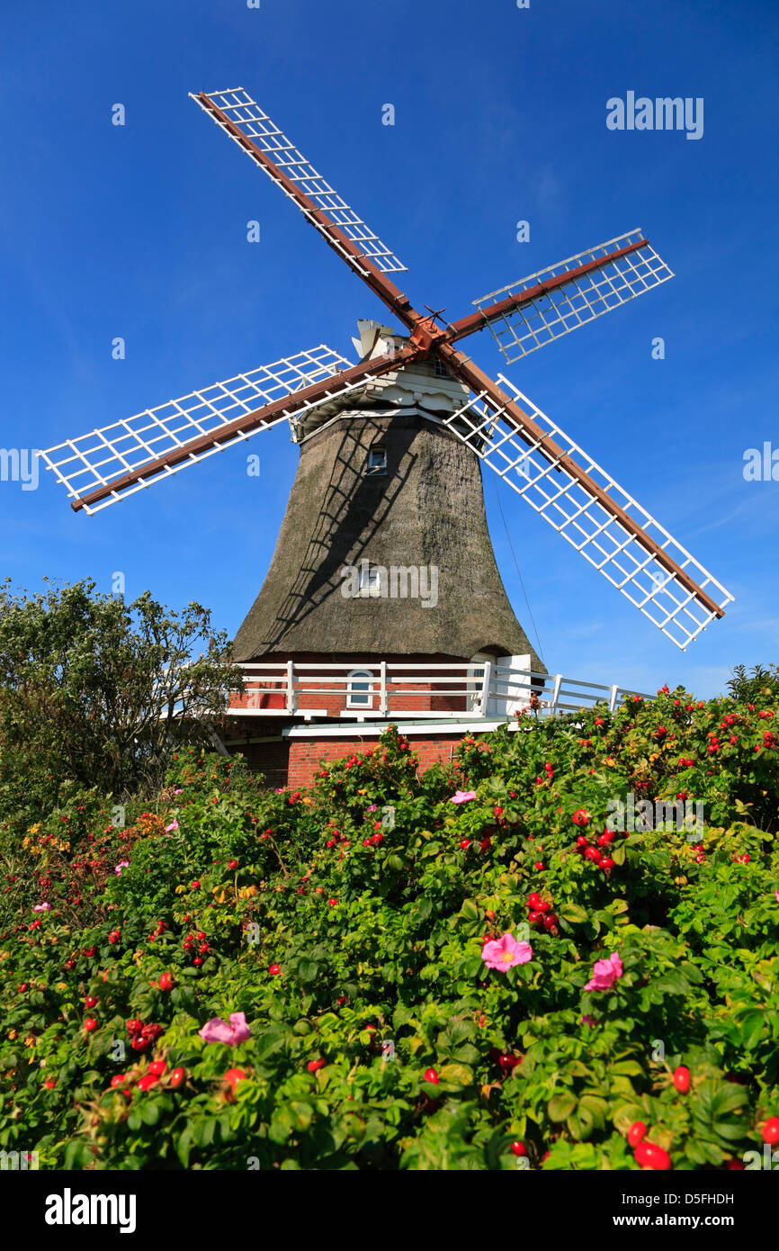 Foehr Island, windmill in Oldsum, Schleswig-Holstein, Germany Stock ...