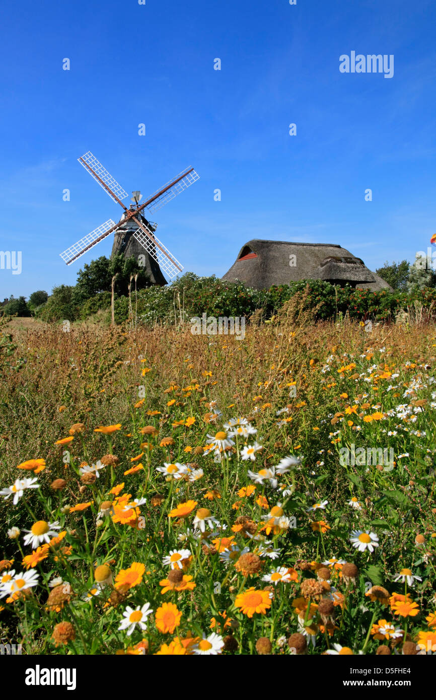 Foehr Island, Windmill in Oldsum, Schleswig-Holstein, Germany Stock ...