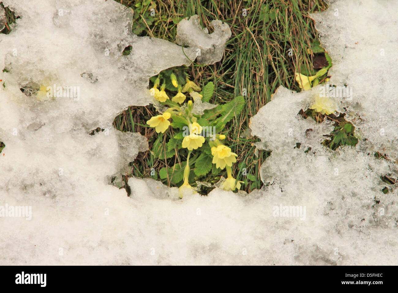 Primrose patch hi-res stock photography and images - Alamy