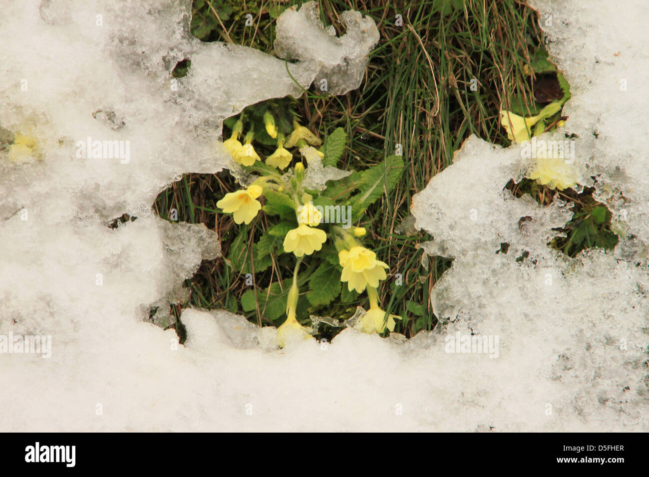 Primrose patch hi-res stock photography and images - Alamy