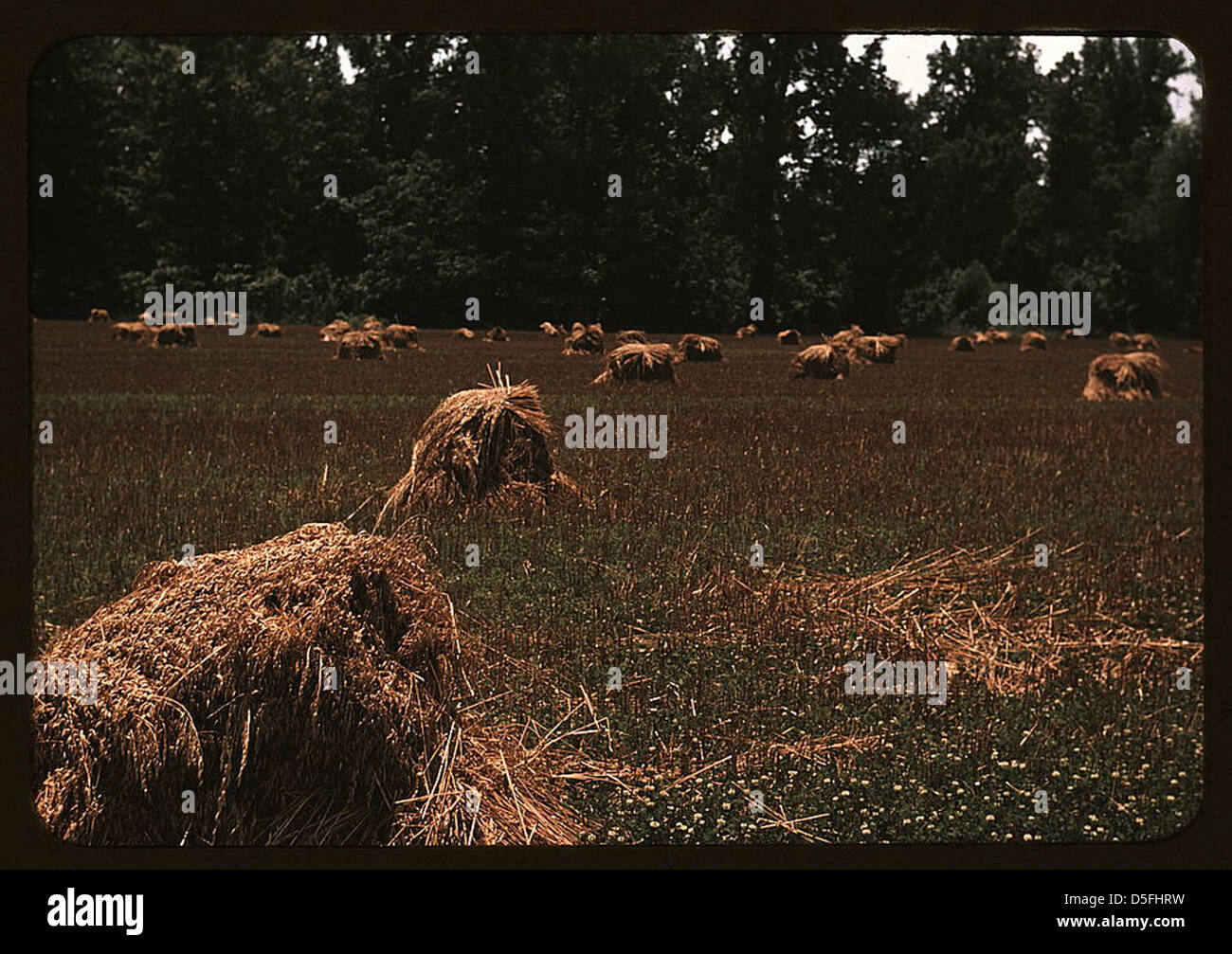 Typical southeastern Georgia farm with newly harvested field of oats ...