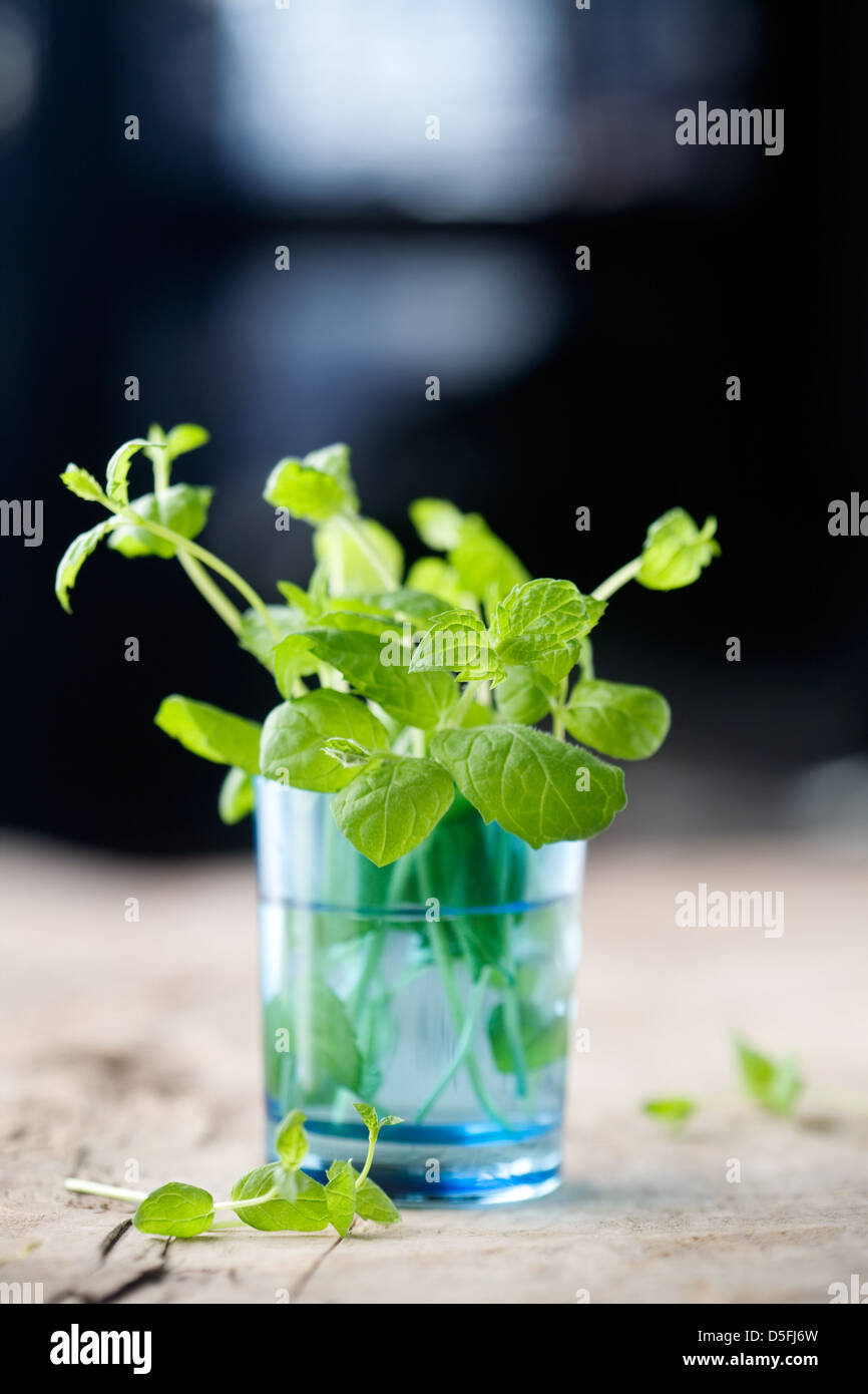Bunch of fresh mint in blue glass Stock Photo - Alamy