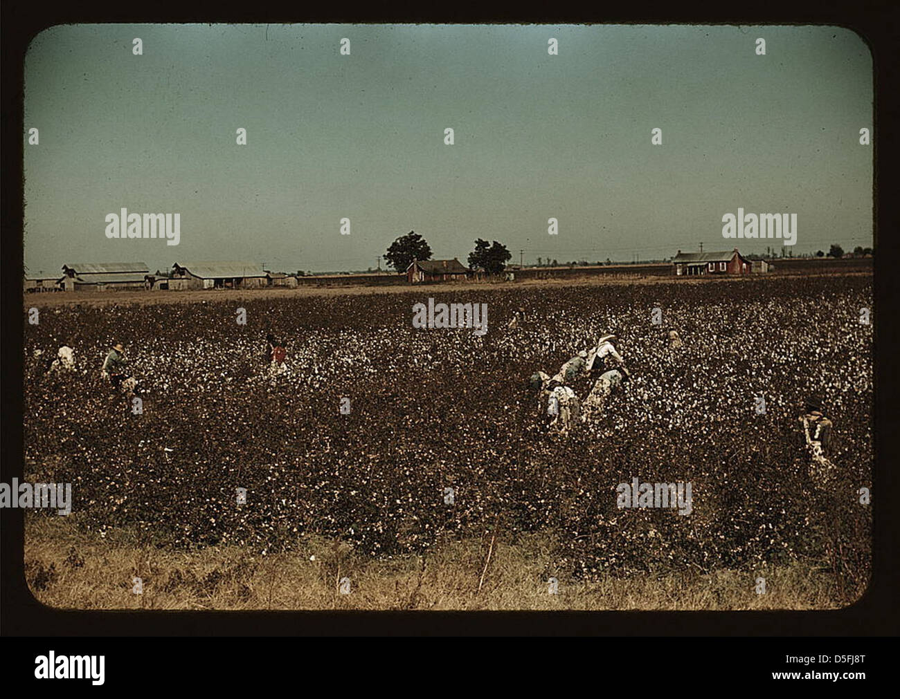 Cotton fields mississippi hi-res stock photography and images - Alamy