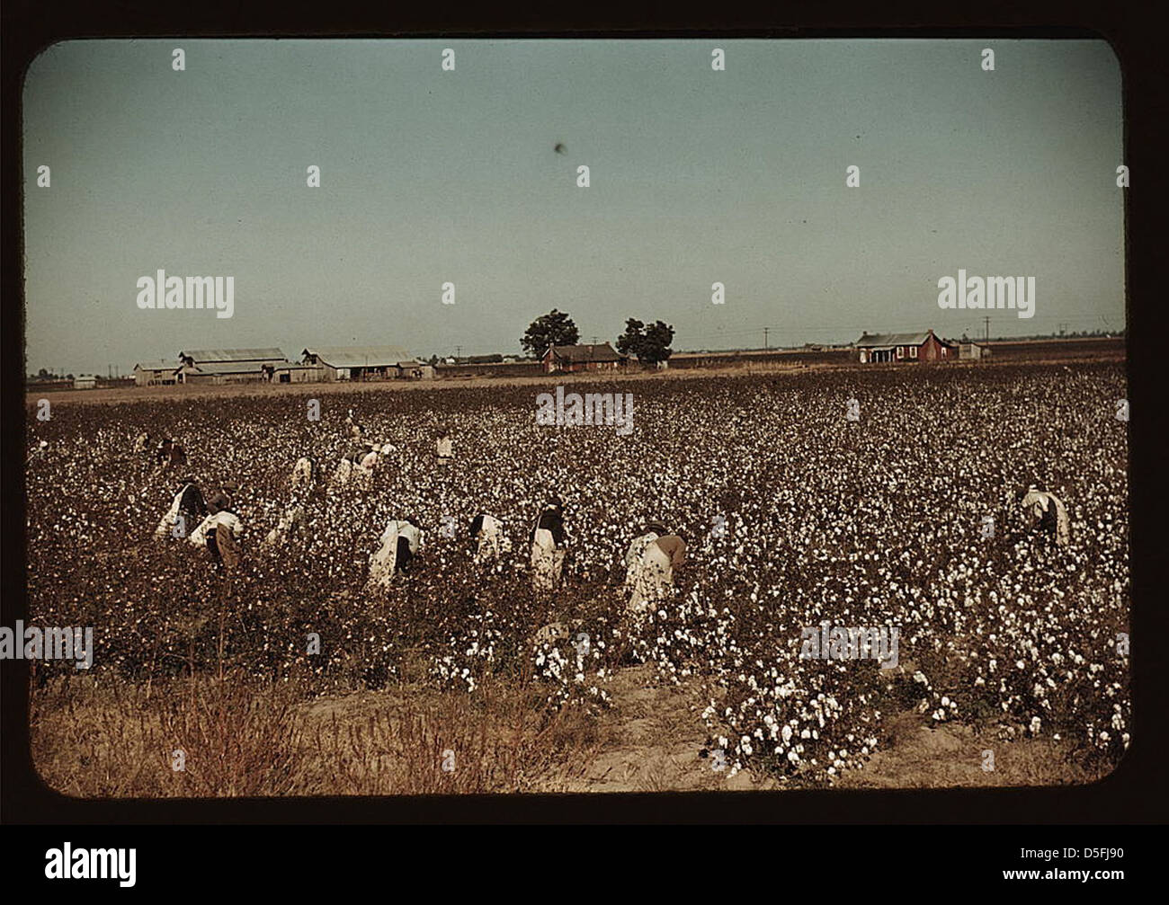 This 1939 photograph shows day laborers picking cotton in the fields ...