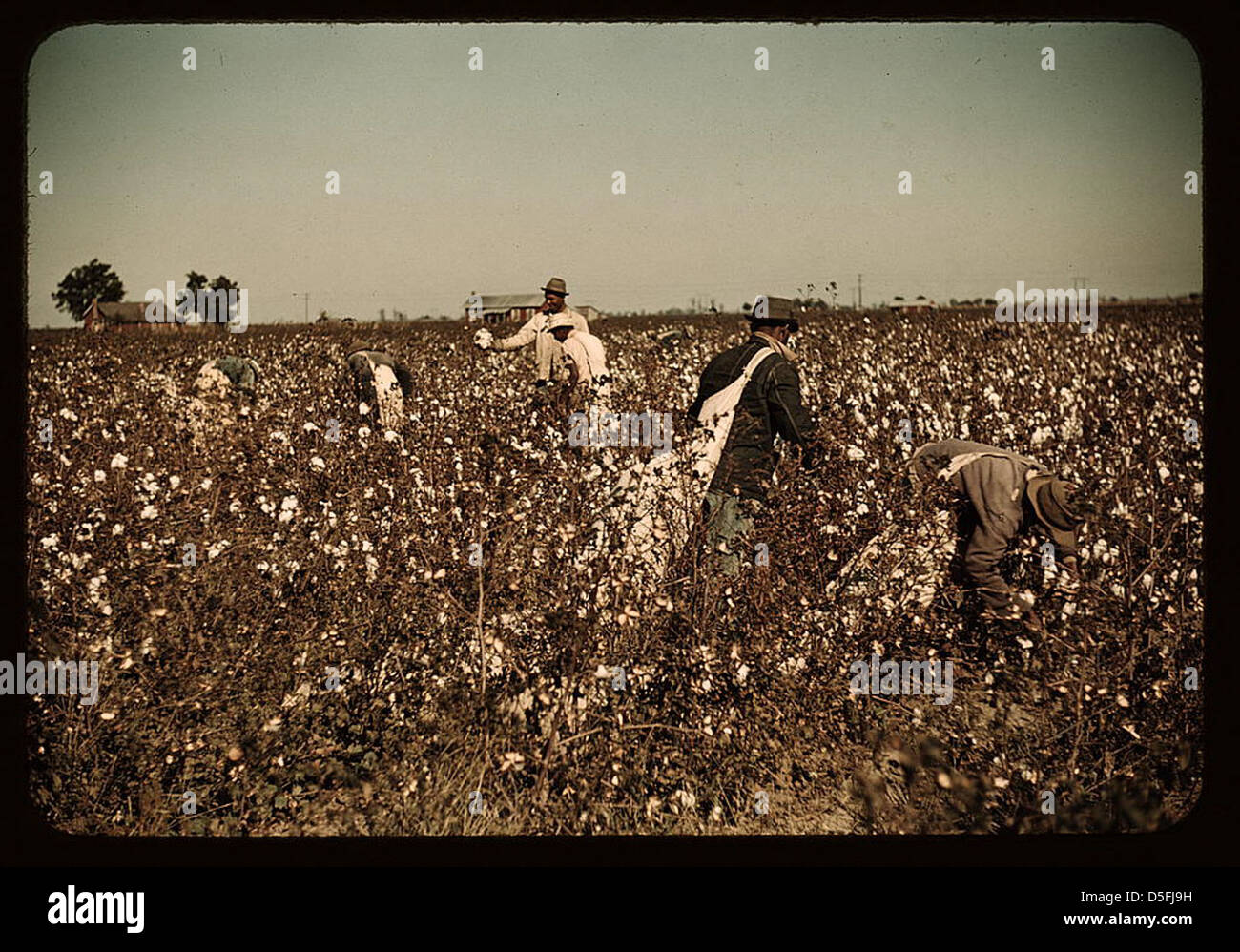 Mississippi delta cotton farm hi-res stock photography and images - Alamy