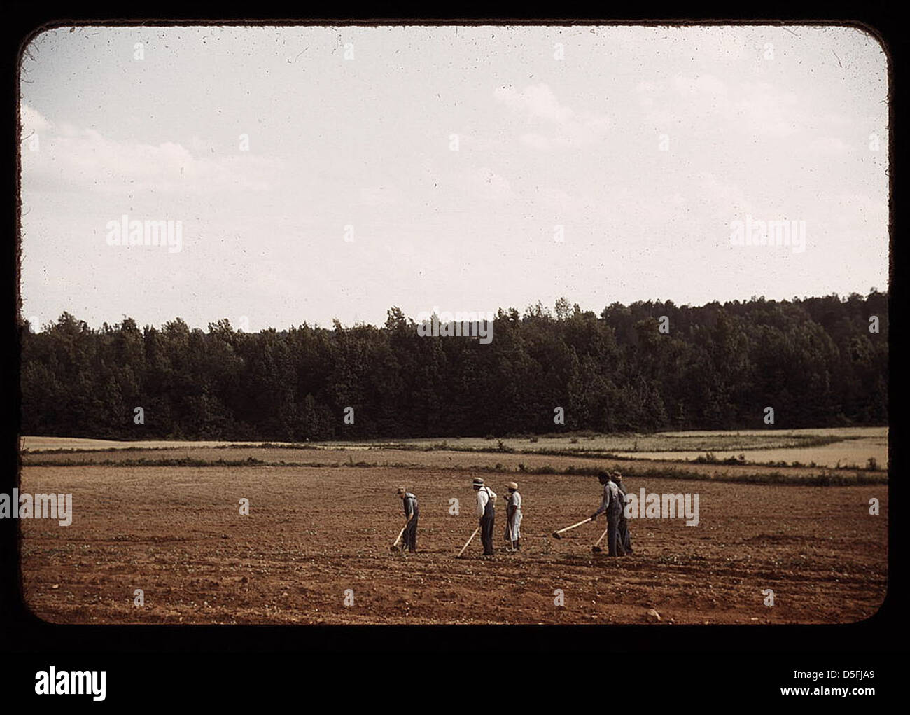 A photograph of workers chopping cotton in Greene County, Georgia ...