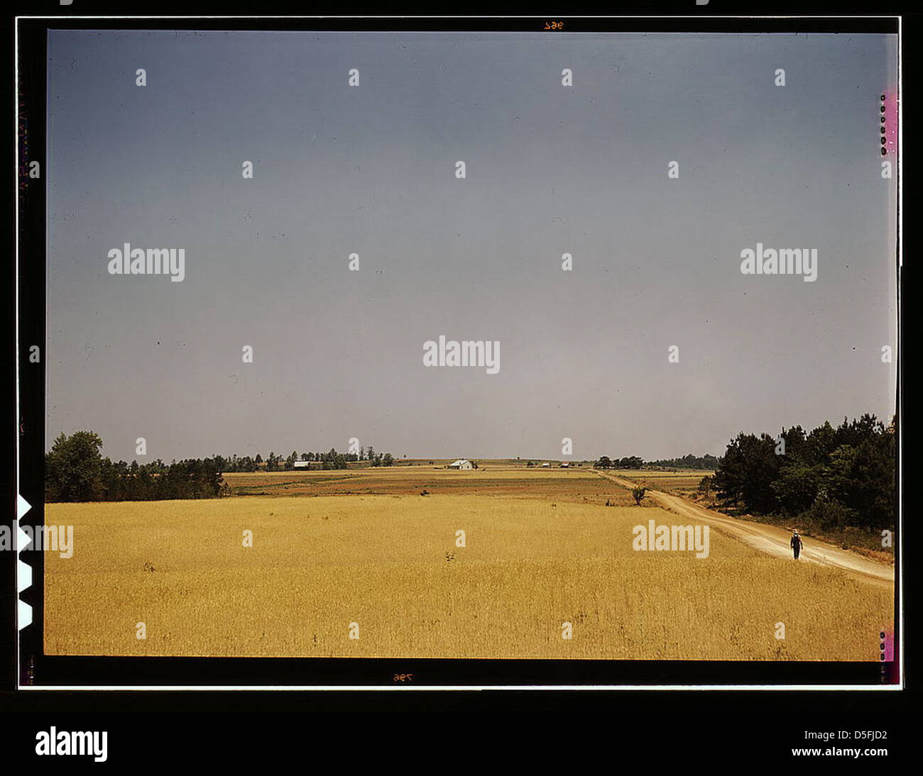 Georgia wheat hi-res stock photography and images - Alamy