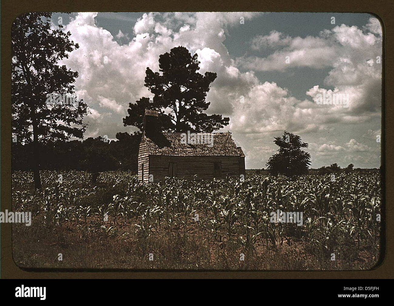 A historic photograph of an African American church in a cornfield in ...