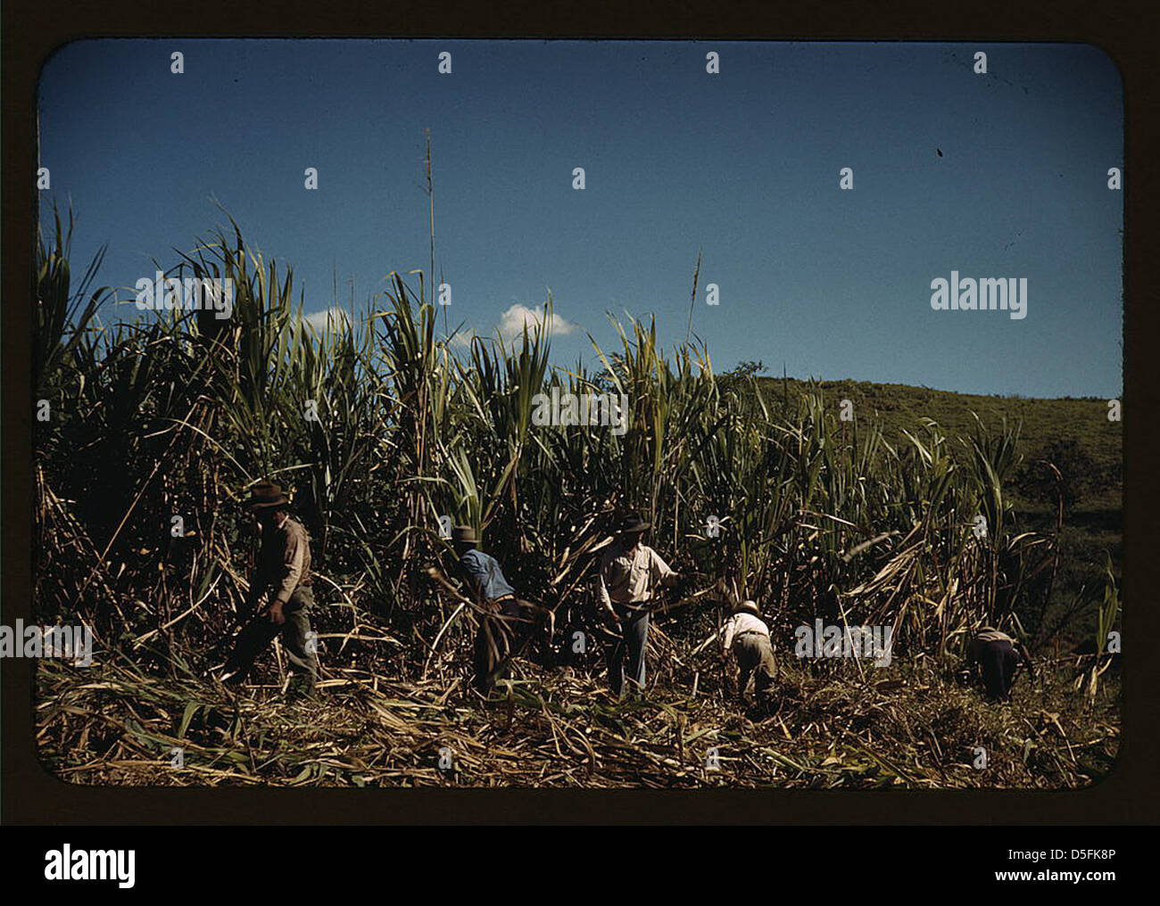 This image shows farmers working in a sugar cane field in Rio Piedras ...