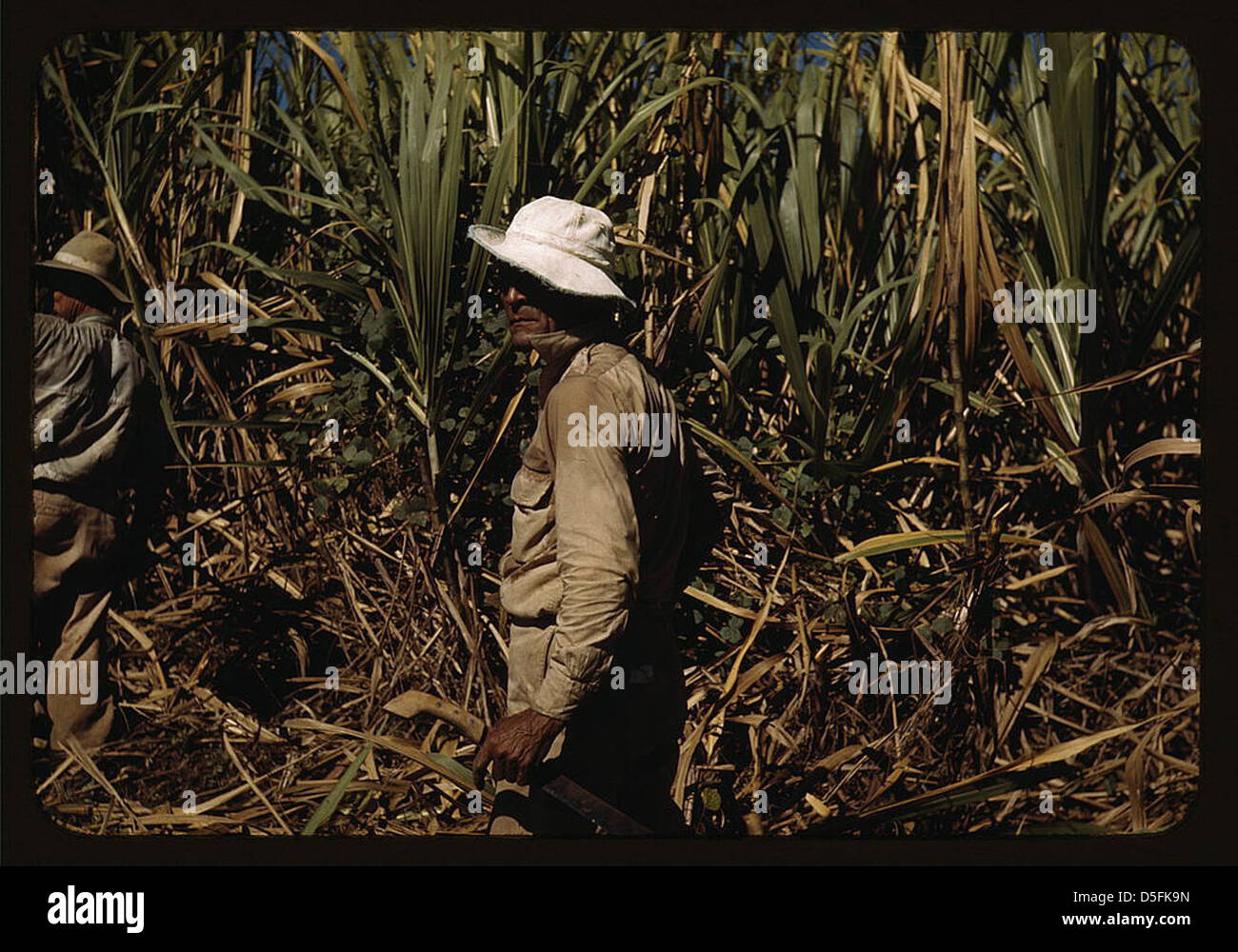 Man puerto rico rio piedras sugar cane boricua dc hi-res stock ...