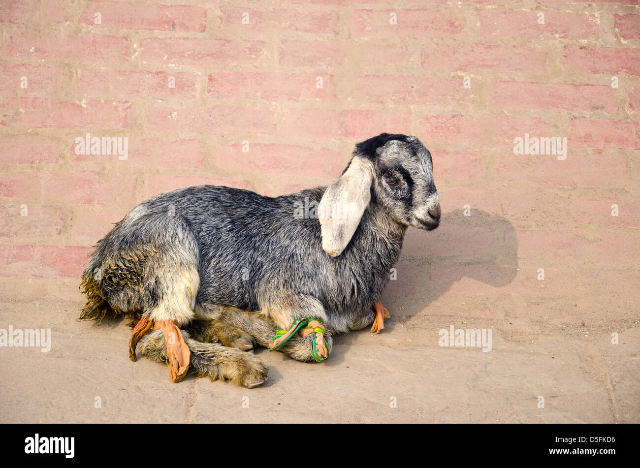 young goat rest on street pavement in India Stock Photo - Alamy