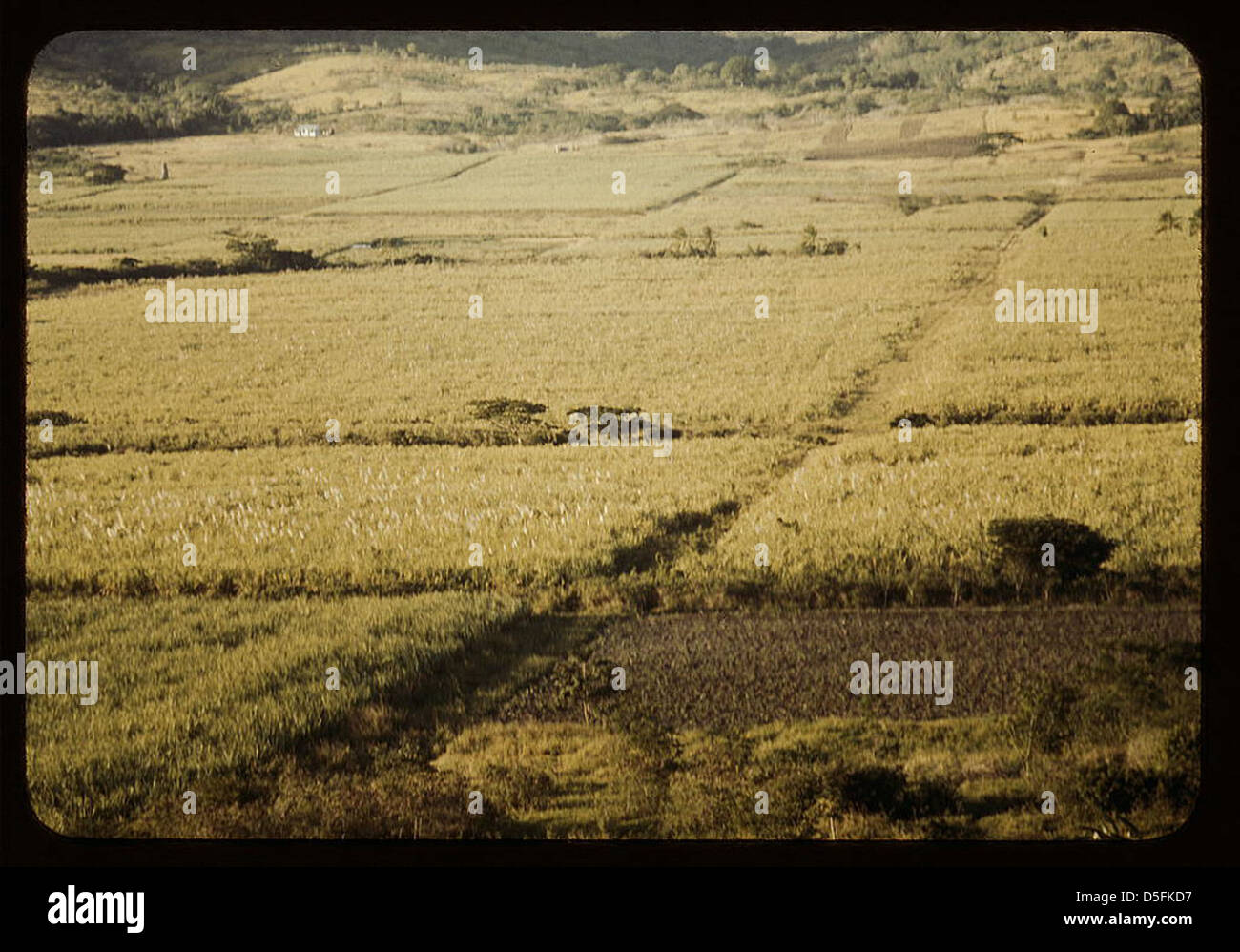 A photograph of sugar cane fields located in the northwest part of St ...