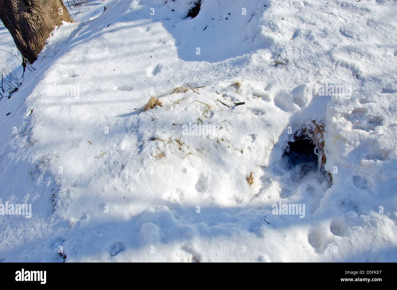 Fox footprints hi-res stock photography and images - Alamy