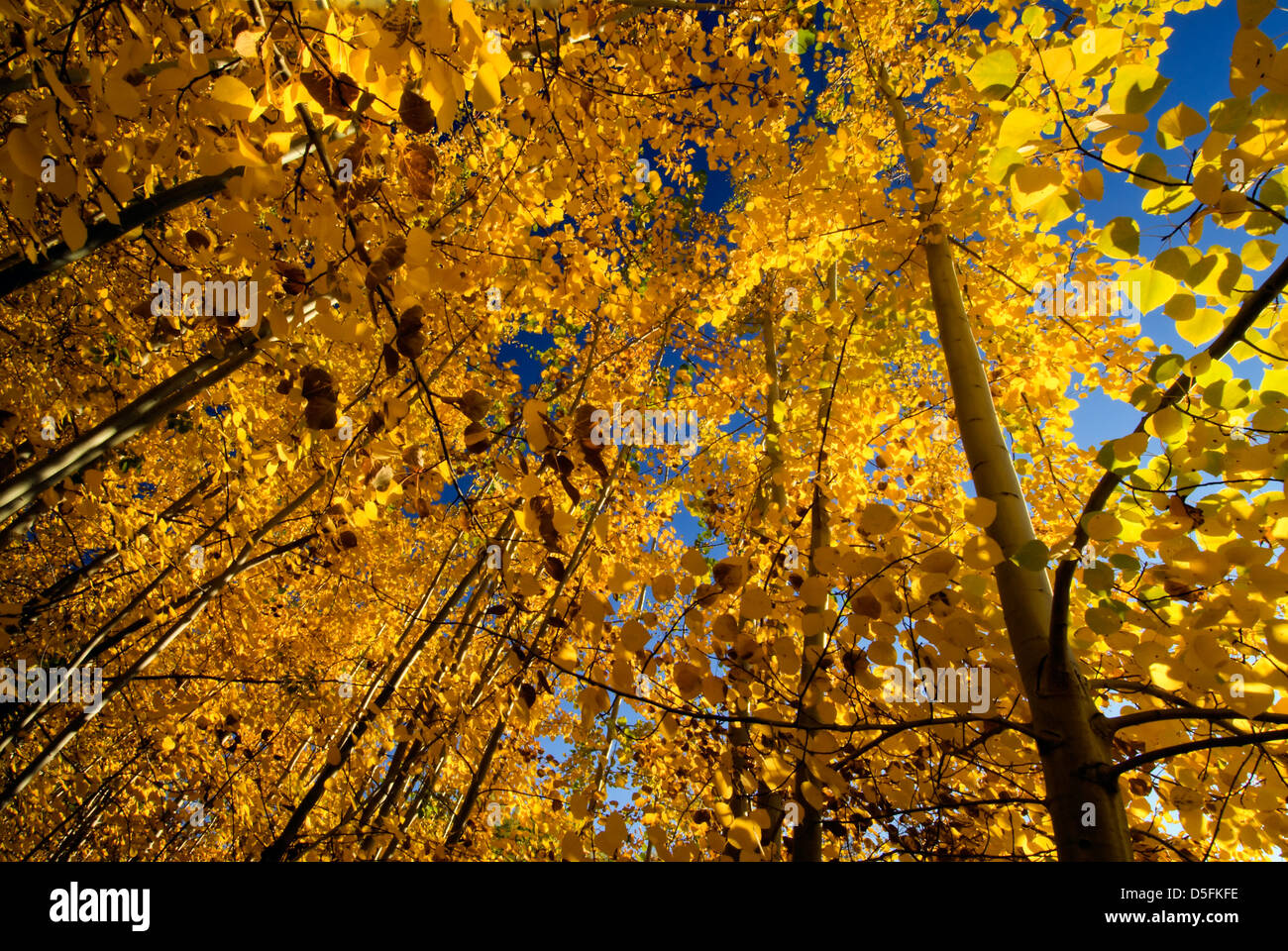 Autumn colors of birch trees, south island, New Zealand Stock Photo - Alamy