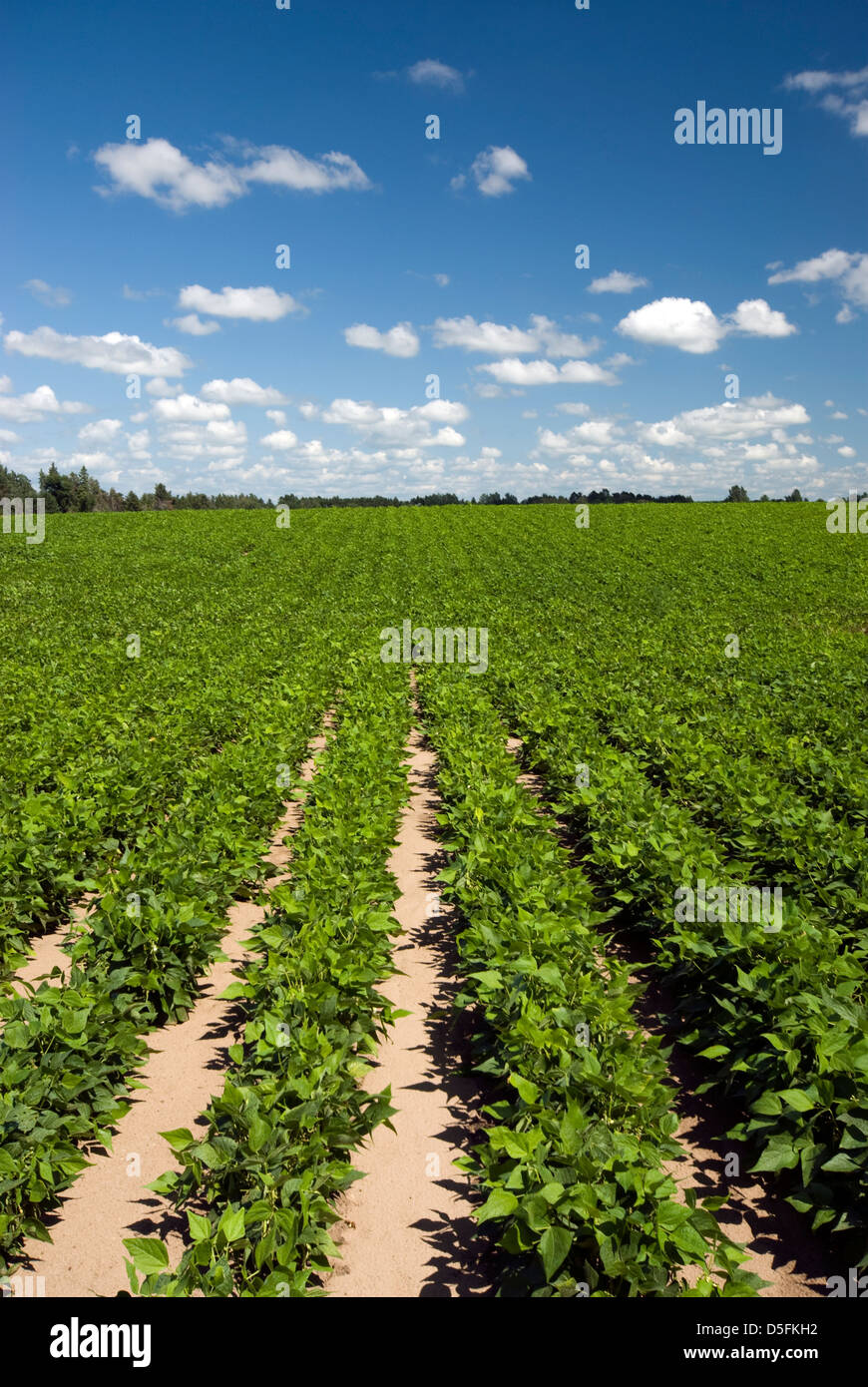 Red kidney bean field hi-res stock photography and images - Alamy