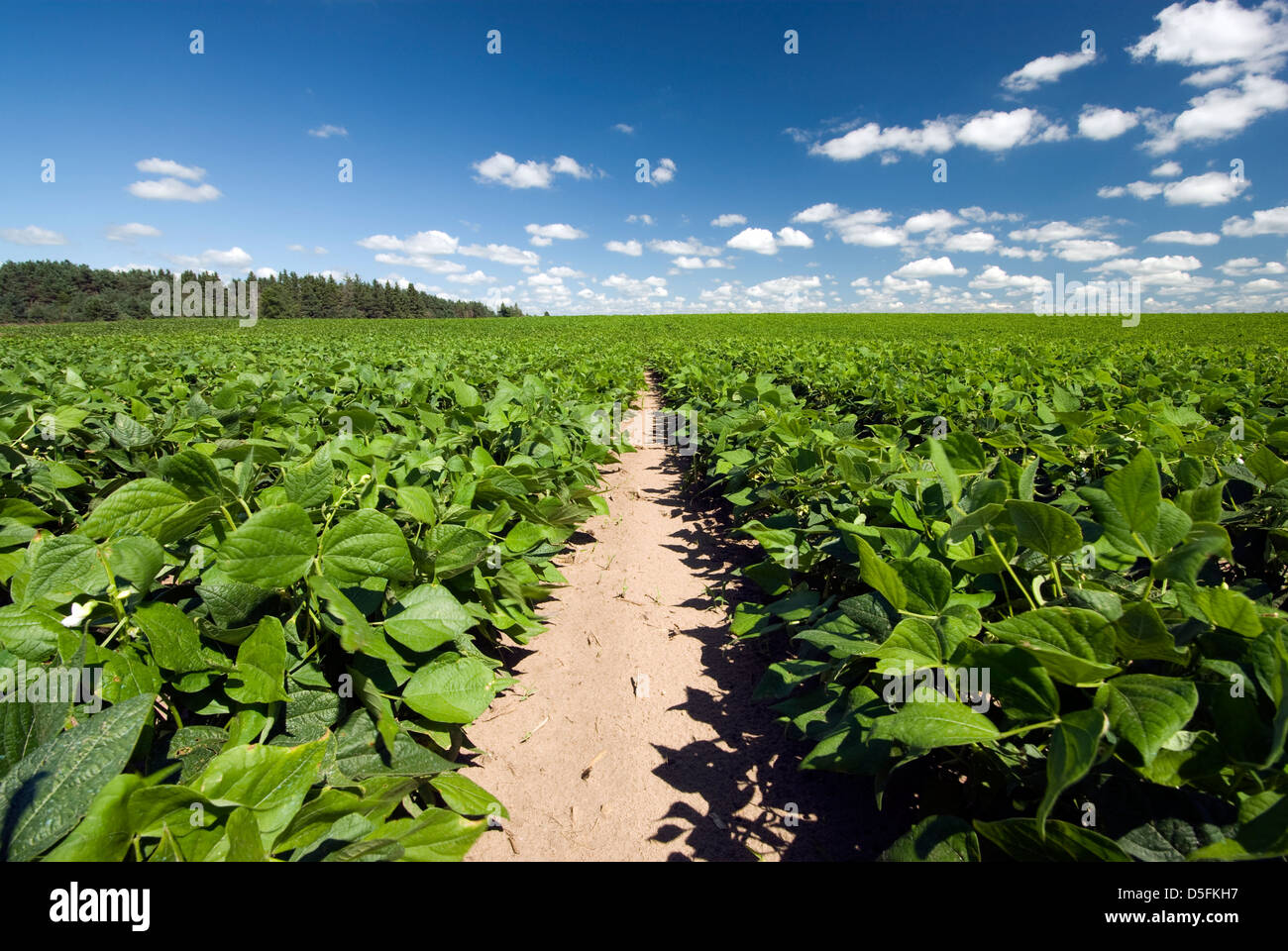 Red kidney bean field hi-res stock photography and images - Alamy
