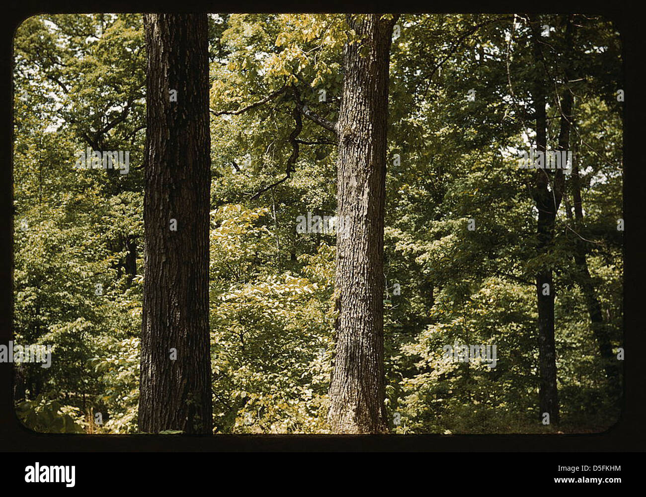 This image shows trees being planted as part of a reforestation project ...