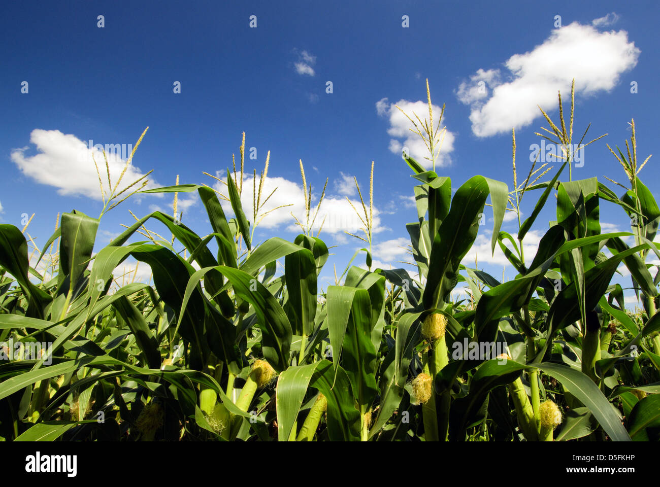 Corn tassel hi-res stock photography and images - Alamy