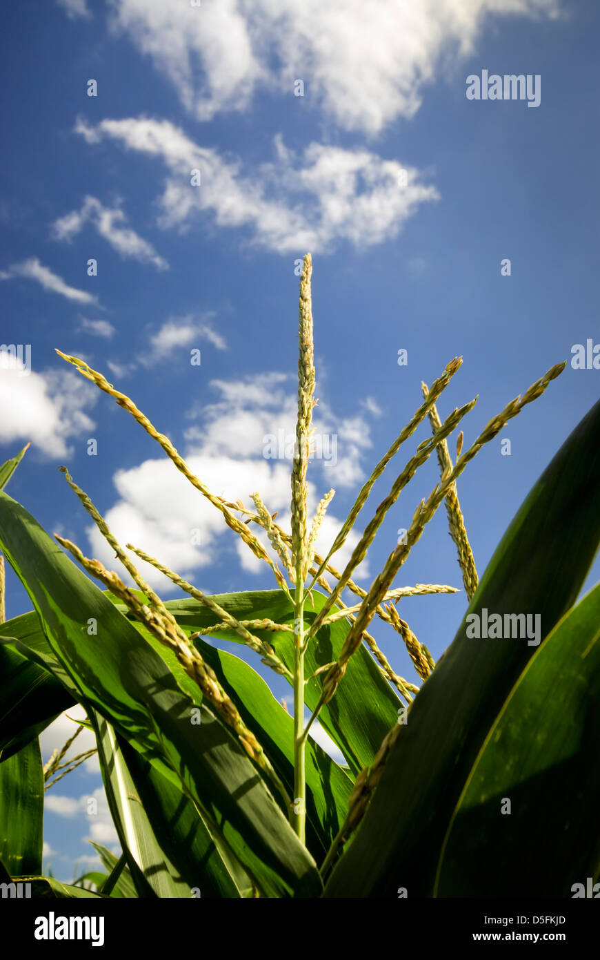 Corn tassel hi-res stock photography and images - Alamy