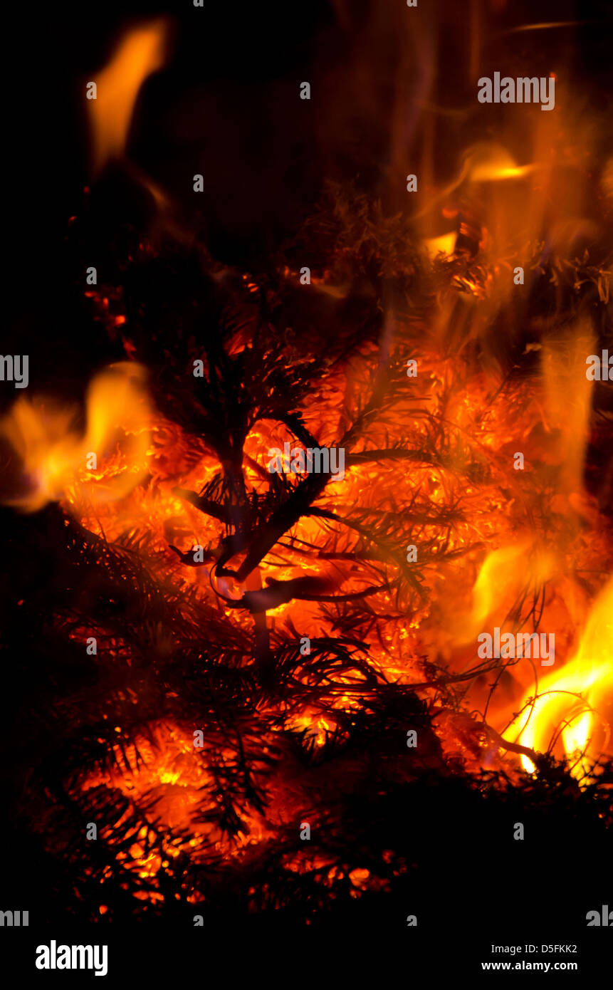 Tree blaze hi-res stock photography and images - Alamy