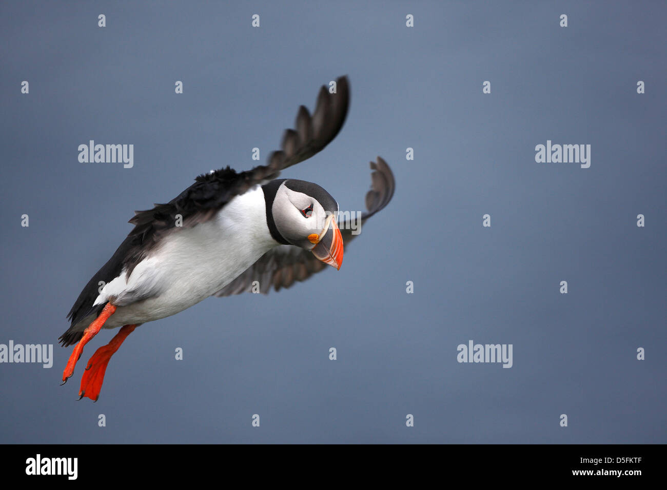 Atlantic puffin (Fratercula arctica) landing with wings spread Stock ...