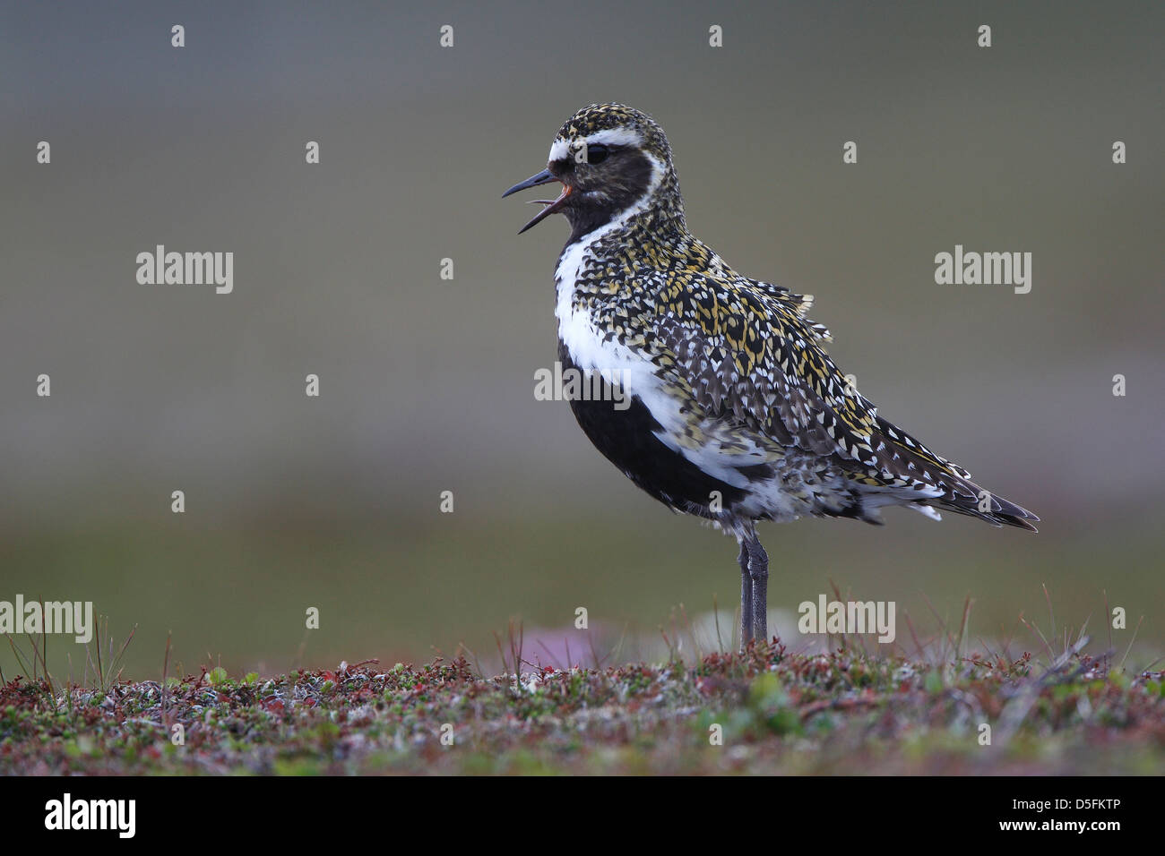European Golden Plover (Pluvialis apricaria) in breeding plumage ...